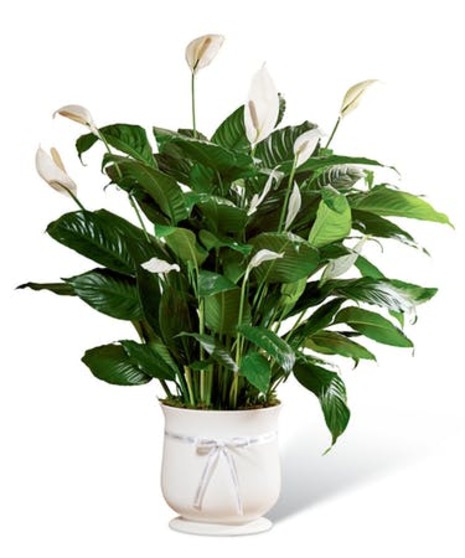 comfort planter-Fort Worth Flower Shop-Bice’s Florist-Fort Worth ...